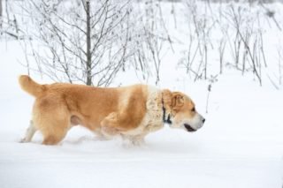 Alabai: caratteristiche e temperamento del Pastore dell'Asia centrale