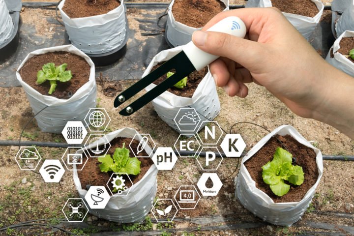 Azoto: perché è importante per le piante e come si usa