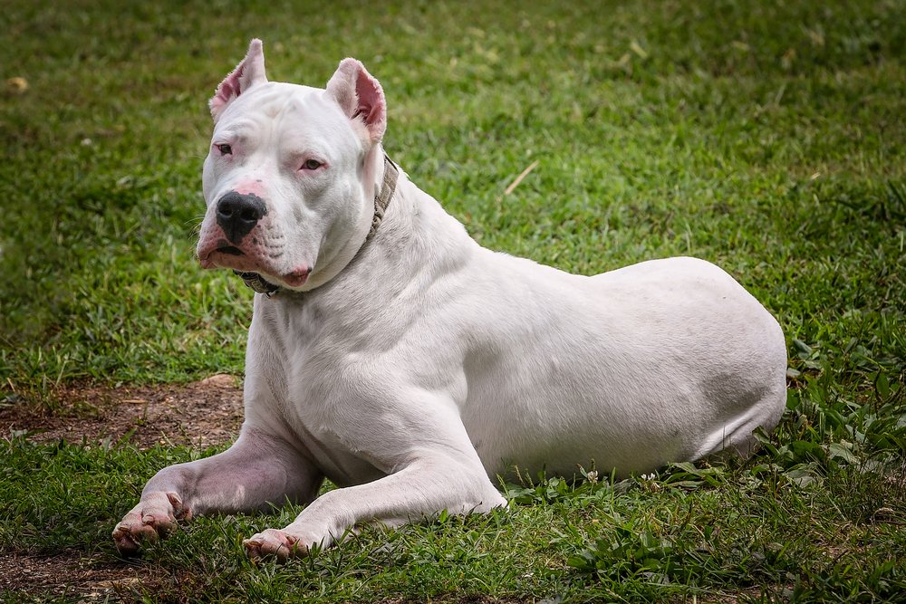 Qual Il Cane Pi Forte Al Mondo Una Risposta A Questa Domanda Qual Il Cane Pi Forte Al Mondo Una Risposta A Questa Domanda