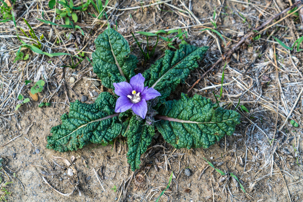 Mandragola: la pianta tossica che somiglia alla borragine