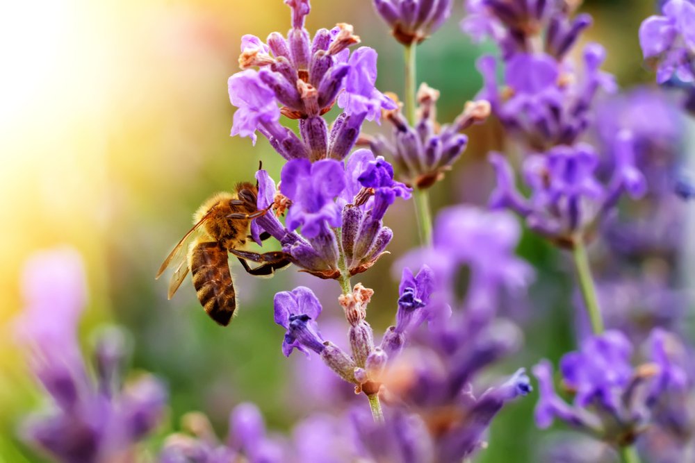 Fiori per le api: le piante e gli arbusti che attirano gli insetti ...