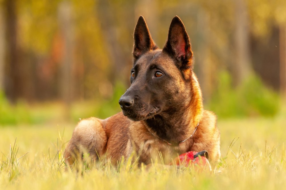 Il Pastore Belga Malinois: un cane da pastore tutto da scoprire