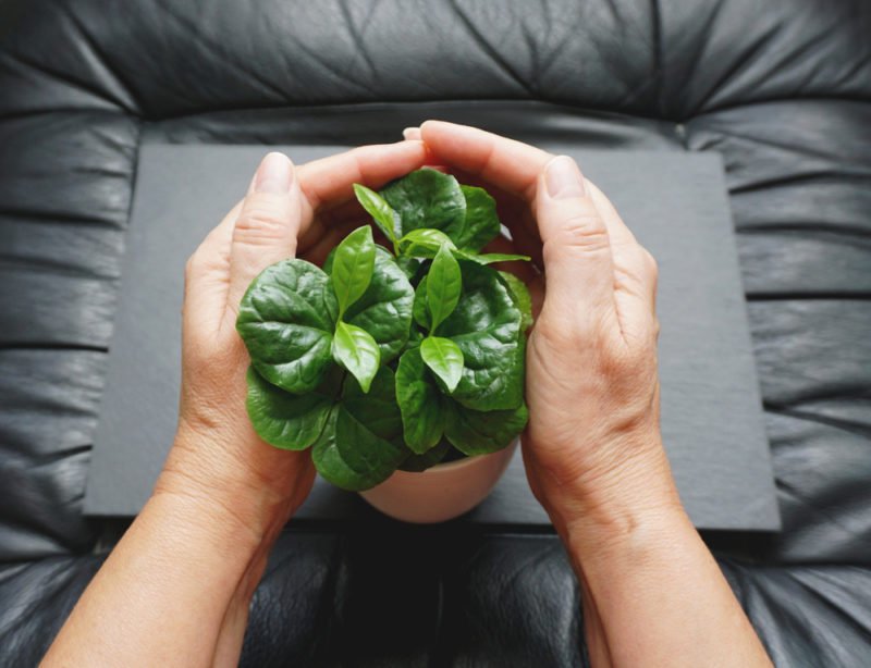 Pianta del caffè: consigli per la cura e la coltivazione