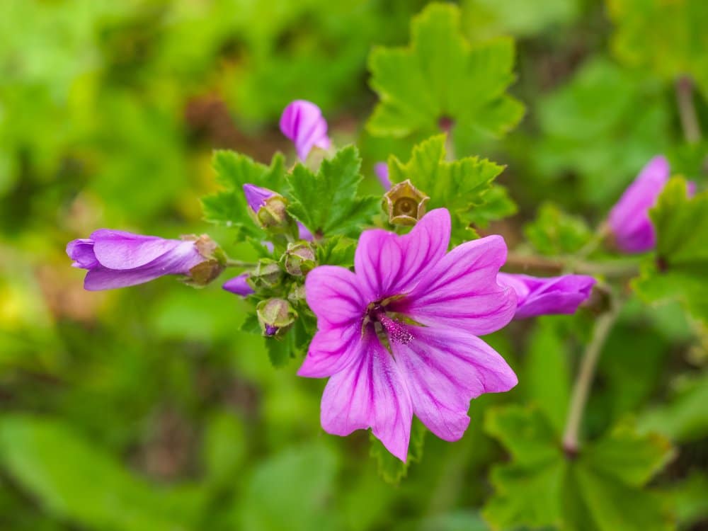 Mucillagine: proprietà e benefici per il benessere naturale