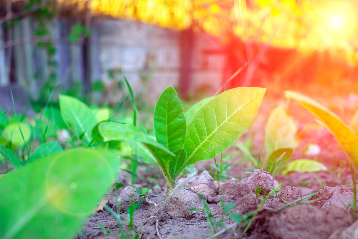 Tabacco: tipologie e consigli per la coltivazione e la cura