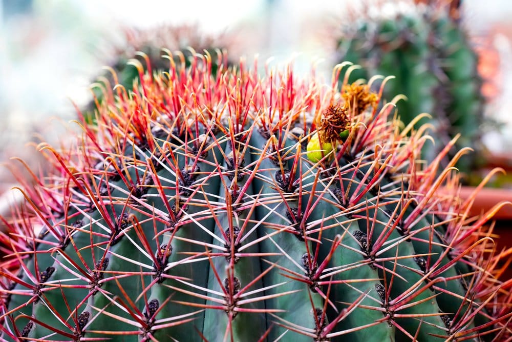 Ferocactus: varietà, caratteristiche e consigli per la coltivazione