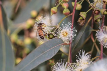 Fiori per le api: le piante e gli arbusti che attirano gli insetti ...