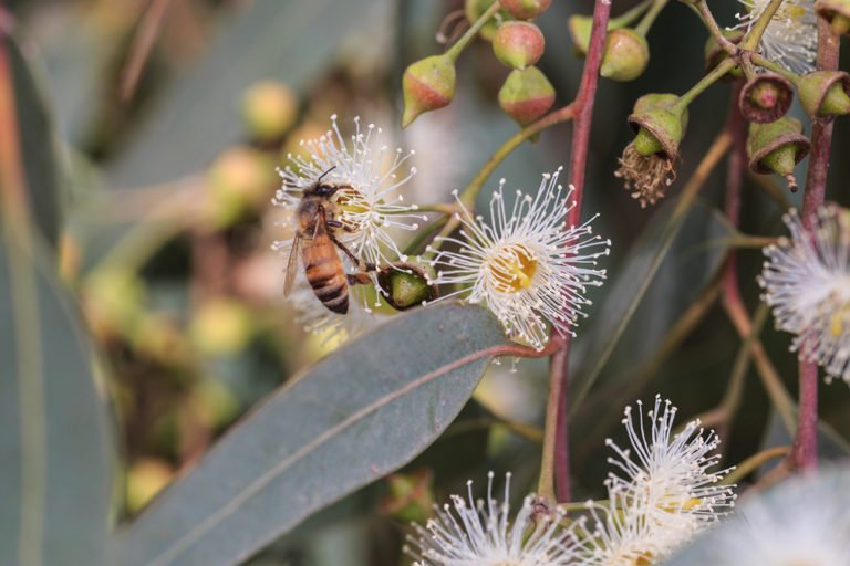 Fiori per le api: le piante e gli arbusti che attirano gli insetti ...