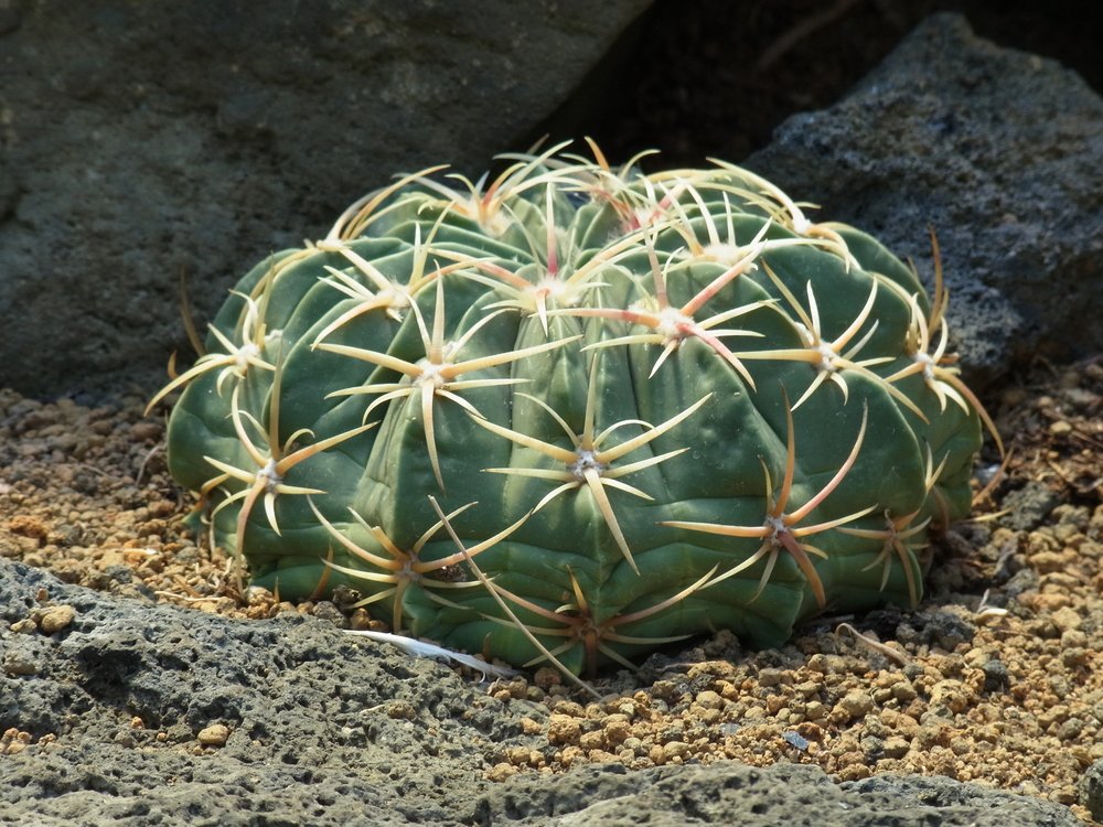 Ferocactus: varietà, caratteristiche e consigli per la coltivazione