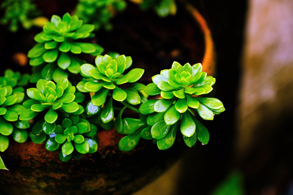 Sedum: proprietà e consigli per l'uso e la coltivazione