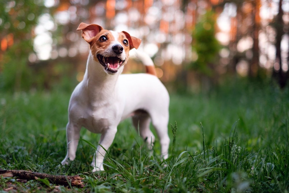 Cane che vive di più: le razze più longeve