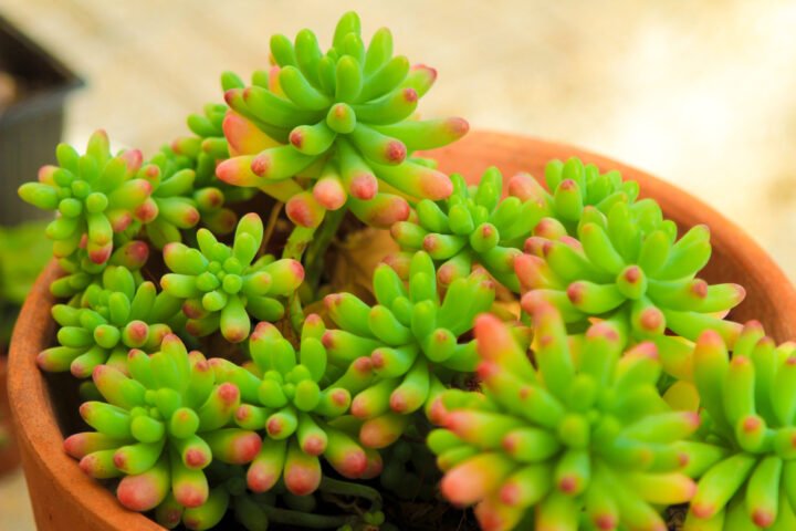 Sedum: proprietà e consigli per l'uso e la coltivazione