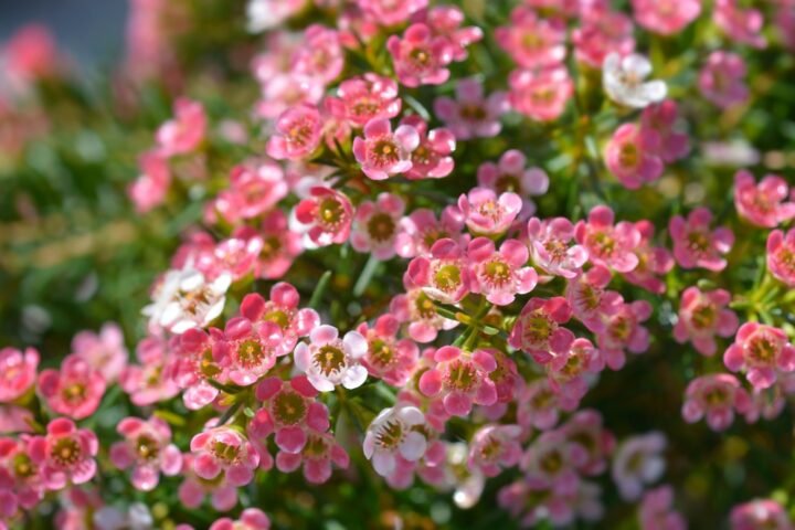 Wax flower: caratteristiche e consigli per la coltivazione