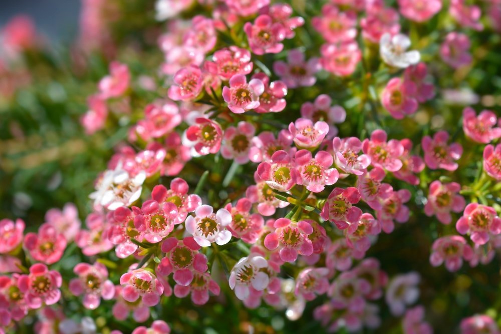 Wax flower: caratteristiche e consigli per la coltivazione