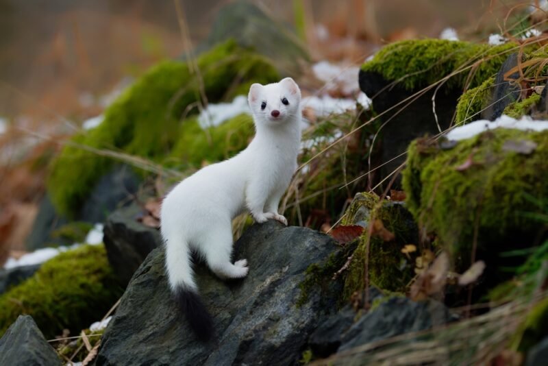 Animali con la E: ecco l'elenco completo con tutti i nomi