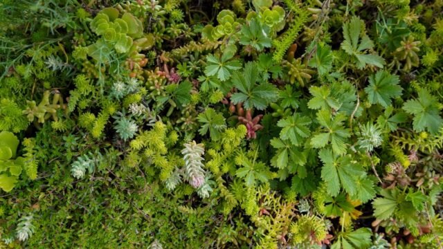 Sedum: proprietà e consigli per l'uso e la coltivazione