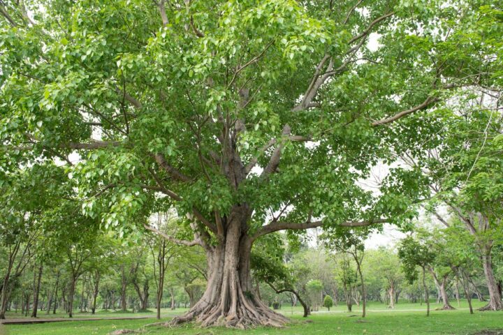 Pianta di ficus: oltre 850 varietà da esterno o interno da scoprire