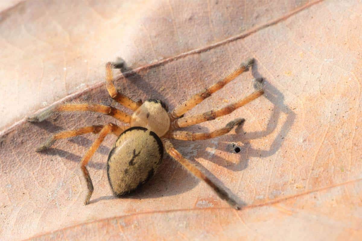 Morso di ragno violino: come riconoscerla, cosa può provocare e cosa fare