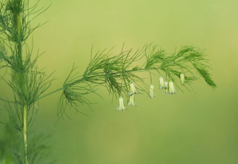 Asparagi selvatici: proprietà, come raccogliere e cucinarli