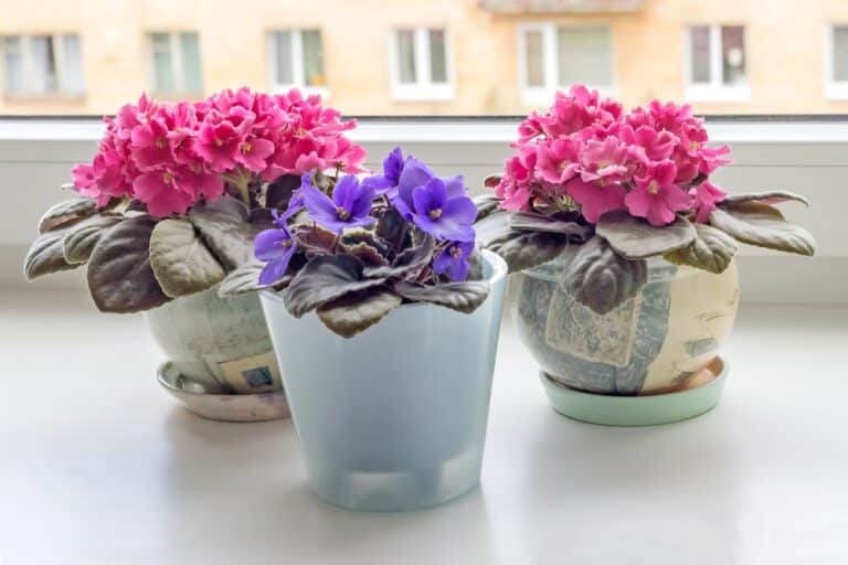 Violetta africana: varietà e consigli per la cura e la coltivazione