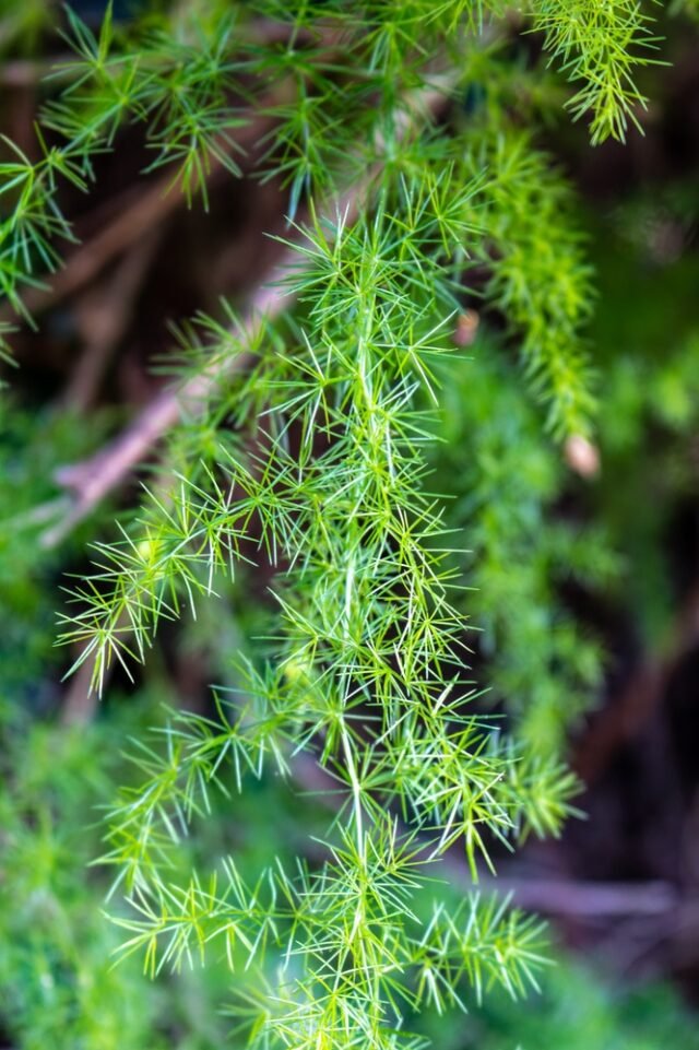 Asparagi selvatici: proprietà, come raccogliere e cucinarli