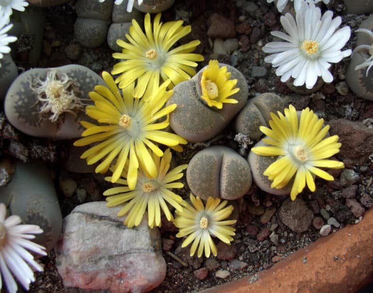 Tutto sul Lithops, la pianta grassa che sembra un sasso