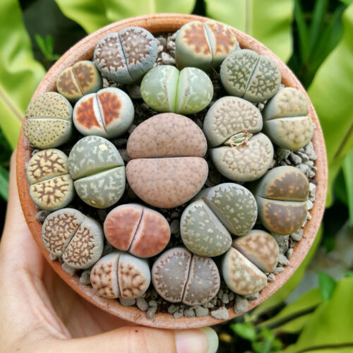 Tutto sul Lithops, la pianta grassa che sembra un sasso