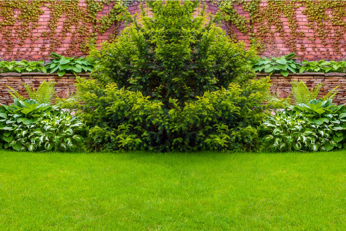 Piante sempreverdi da giardino: le migliori da scegliere