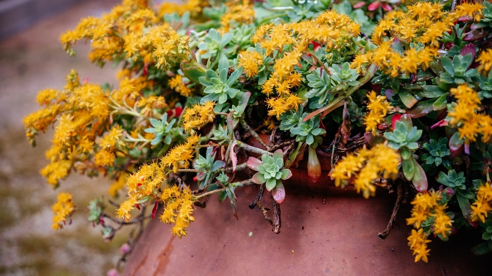 Sedum palmeri : culture, floraison, multiplication, entretien %page