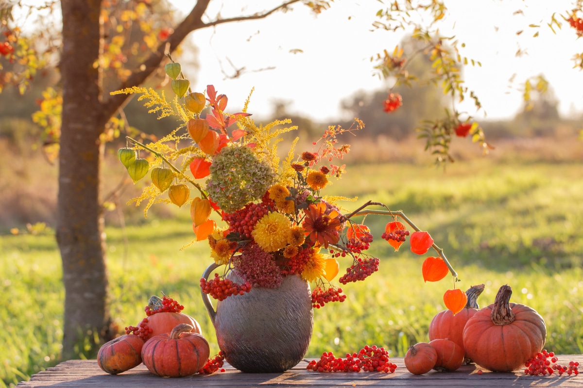 Piante autunnali: ecco la lista completa delle varietà con e senza fiori