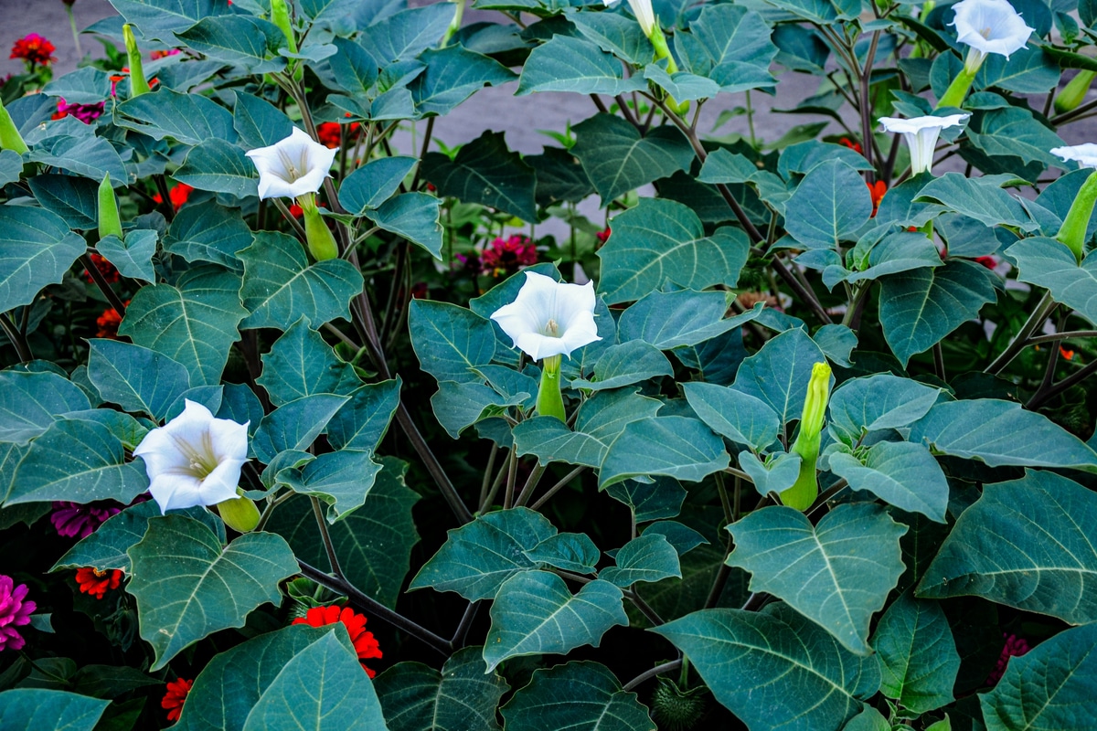 Esiste una pianta più velenosa di altre? Un elenco che fa discutere