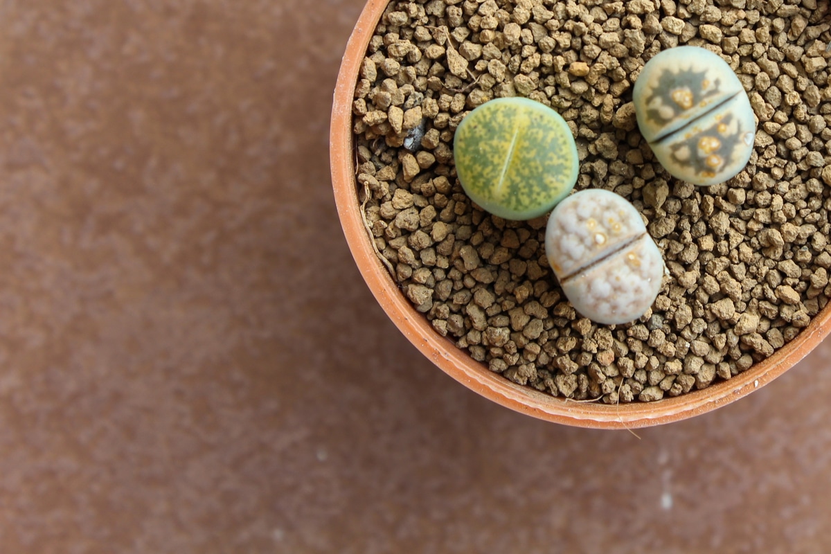Tutto sul Lithops, la pianta grassa che sembra un sasso