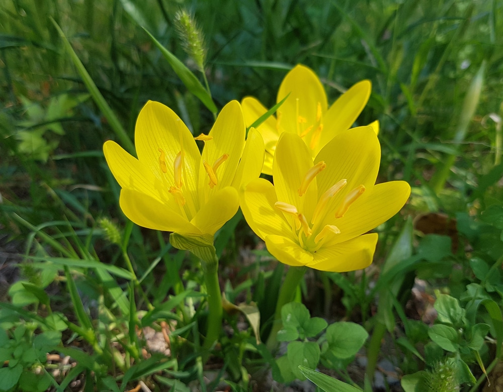 Sternbergia lutea: cura e coltivazione della bulbosa dai fiori gialli