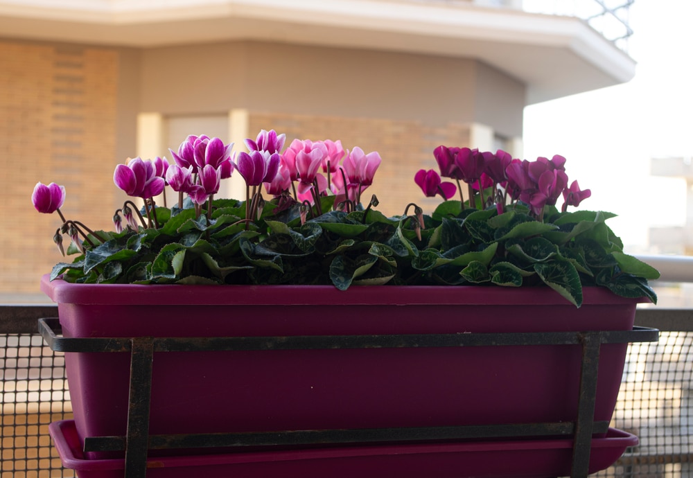 Piante più resistenti da balcone: quali sono le migliori?