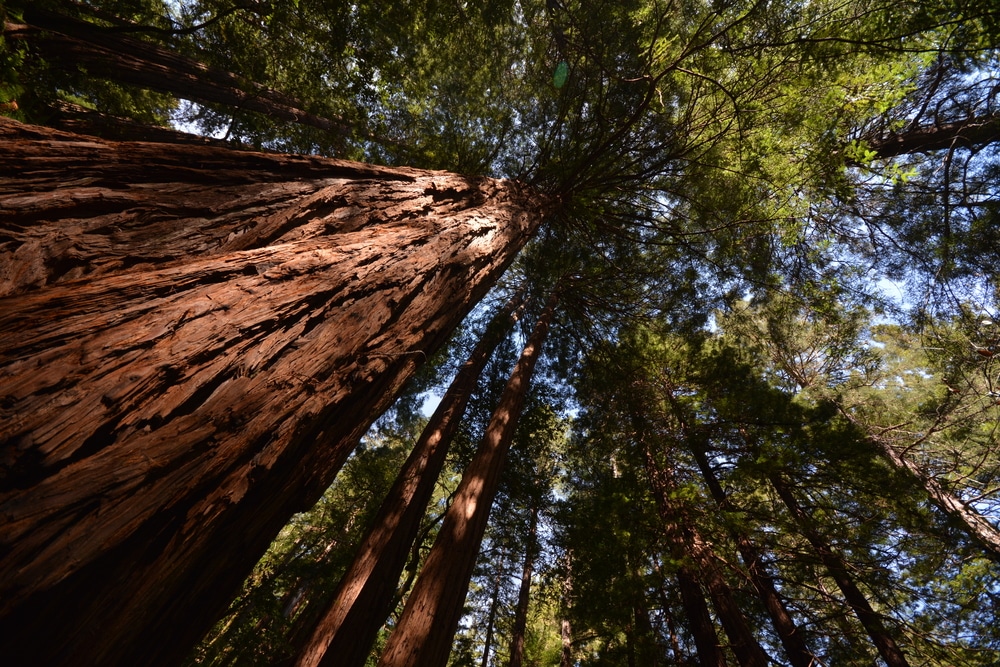 Qual è l'albero più alto al mondo? Hyperion: alto oltre 115 metri