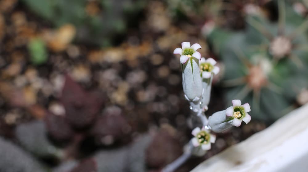 Adromischus: caratteristiche, come coltivarlo, varietà