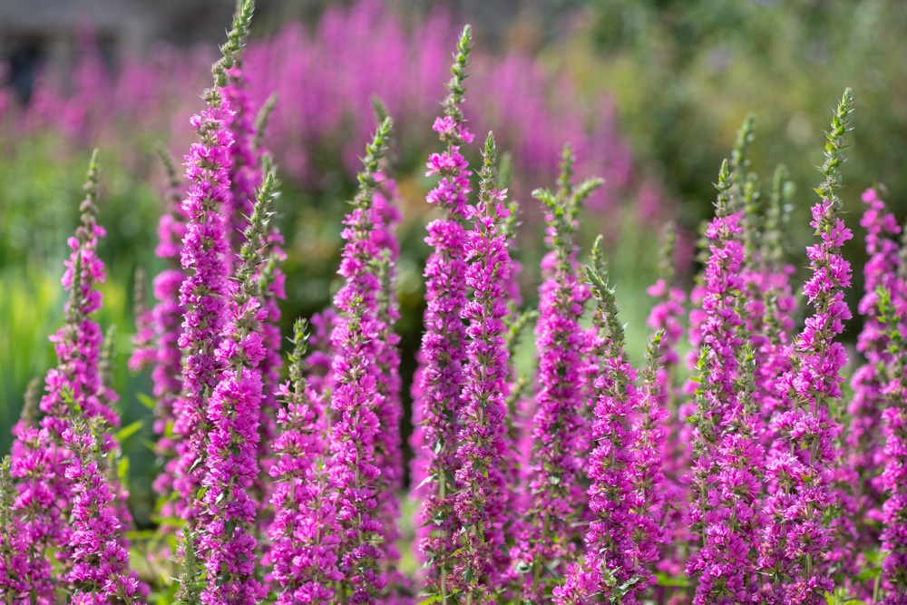 Lythrum salicaria: proprietà e consigli per la coltivazione