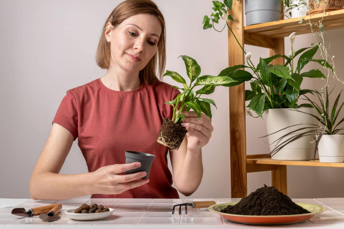 Piante più resistenti da interno: 10 piante belle e poco impegnative
