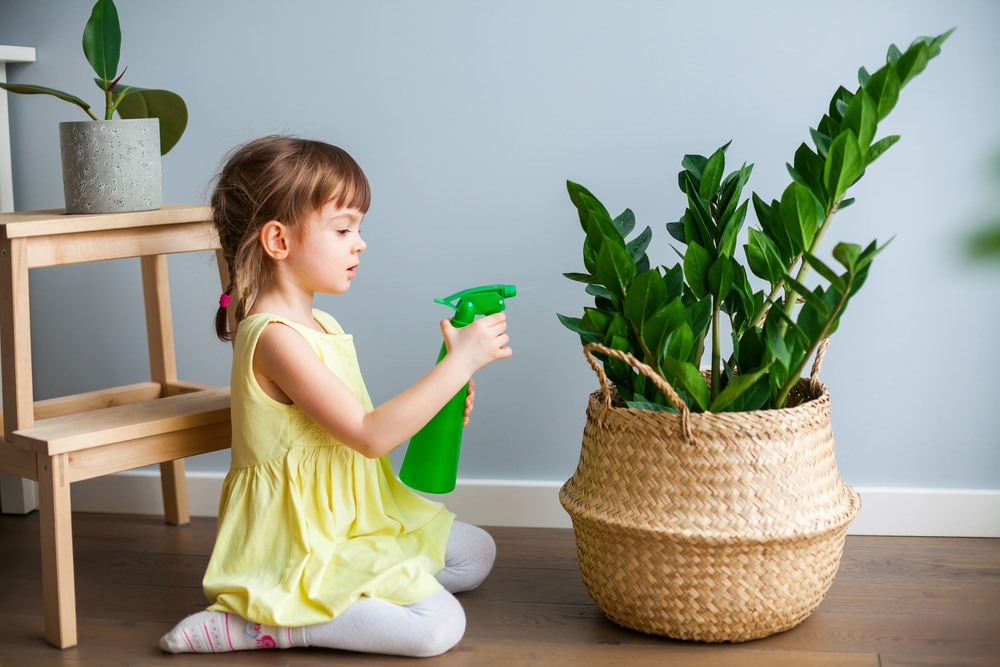 Piante più resistenti da interno: 10 piante belle e poco impegnative