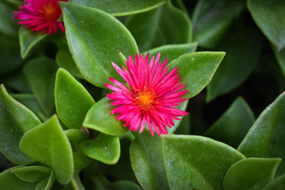 Aptenia cordifolia: consigli per la cura, la coltivazione e la ...