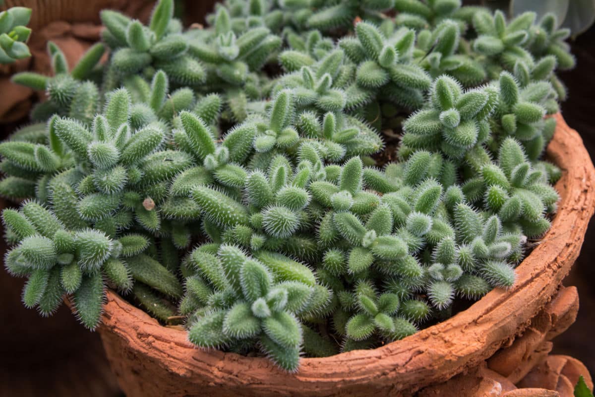 Delosperma: caratteristiche e consigli per la coltivazione in terra e vaso