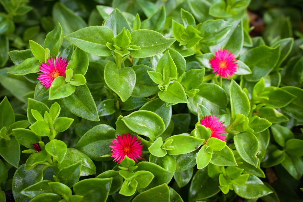 Aptenia cordifolia: consigli per la cura, la coltivazione e la ...