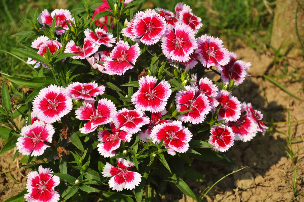 Dianthus: utili consigli per coltivare e curare il garofano