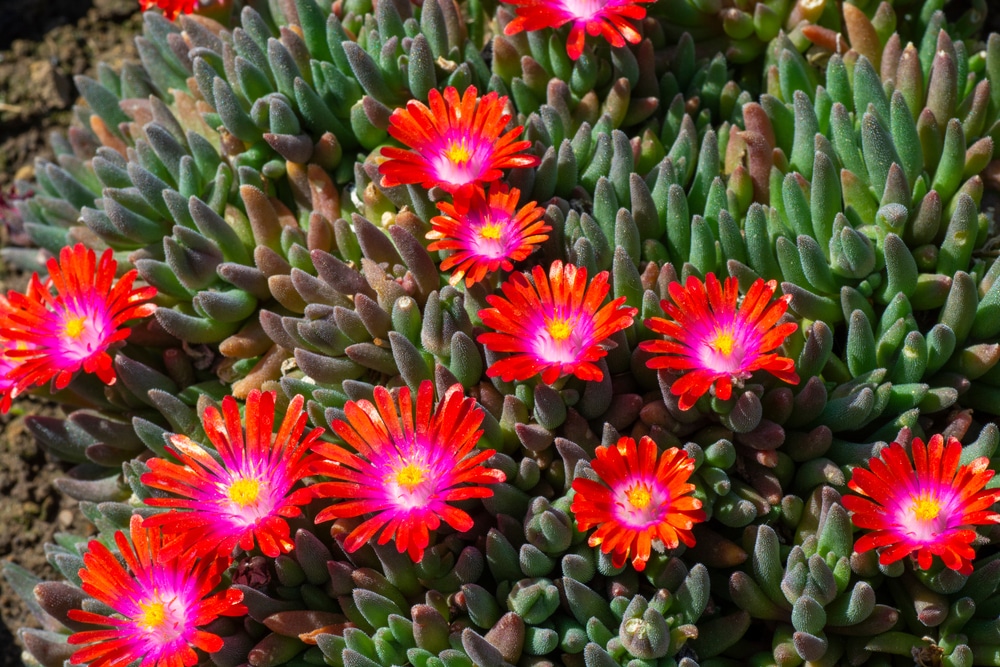 Delosperma: caratteristiche e consigli per la coltivazione in terra e vaso