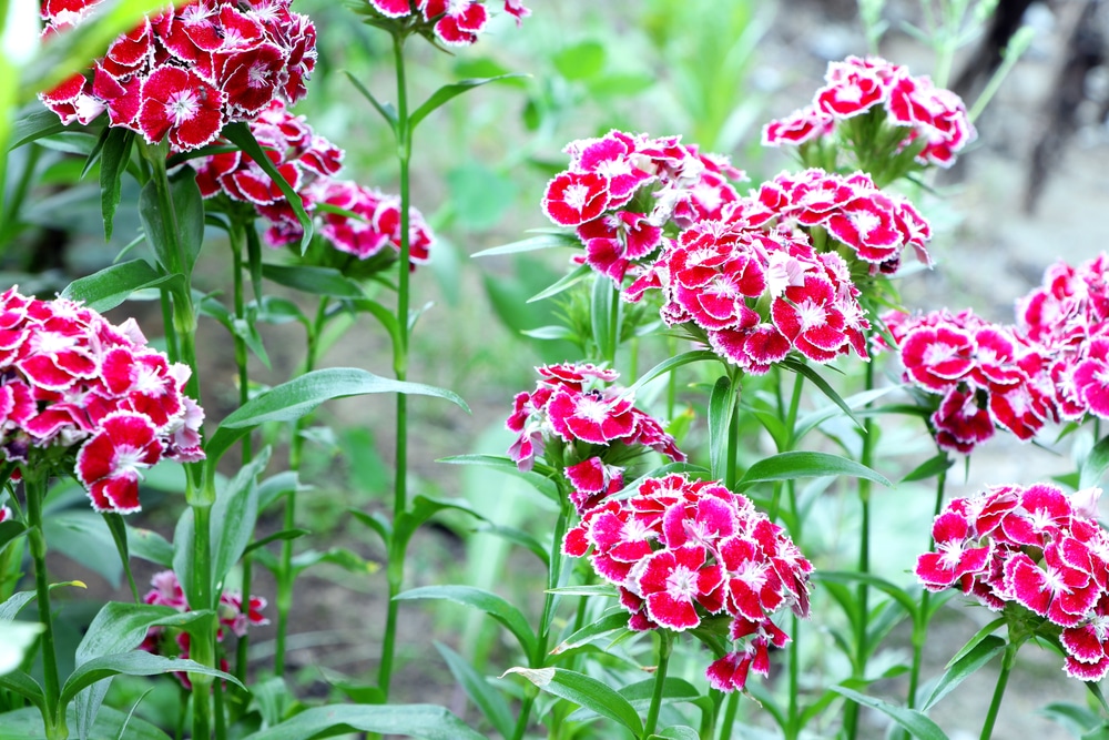 Dianthus: utili consigli per coltivare e curare il garofano