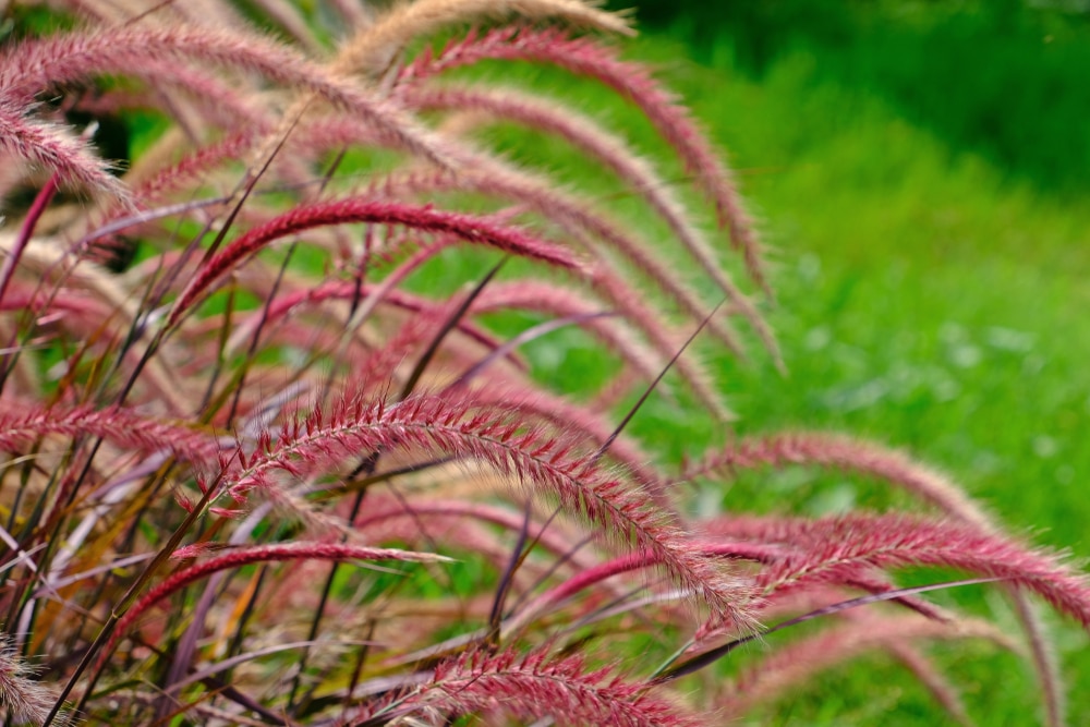 Pennisetum: varietà, caratteristiche e coltivazione di questa graminacea