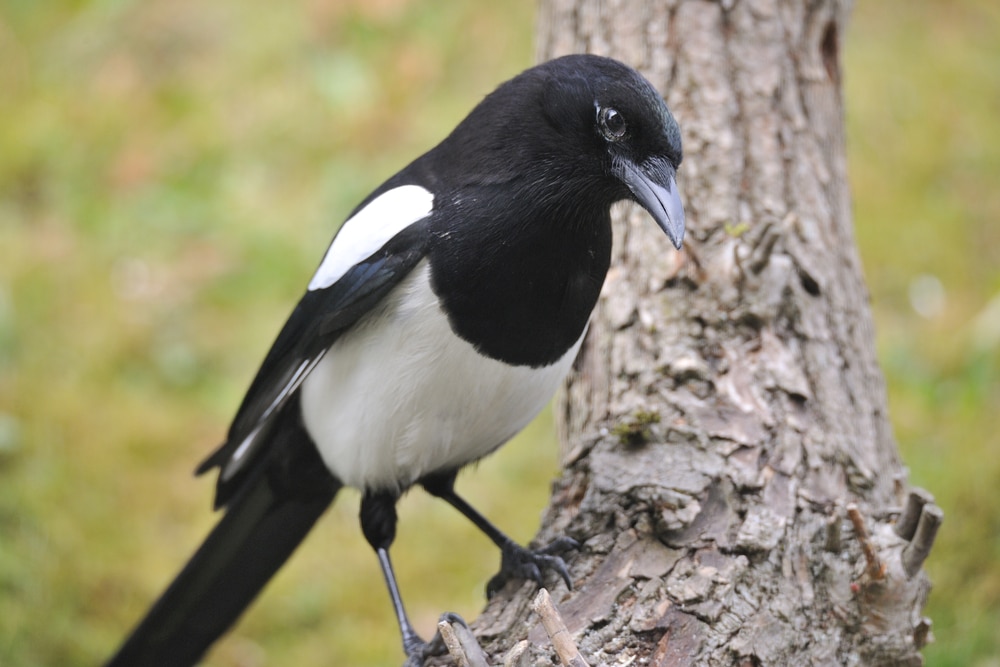 Gazza ladra: habitat, diffusione, carattere, alimentazione