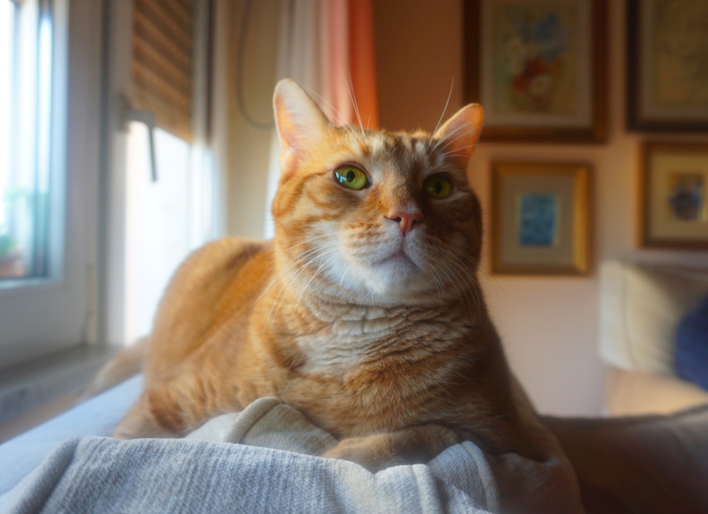 Gatto domestico: origine, caratteristiche e somiglianze col gatto selvatico