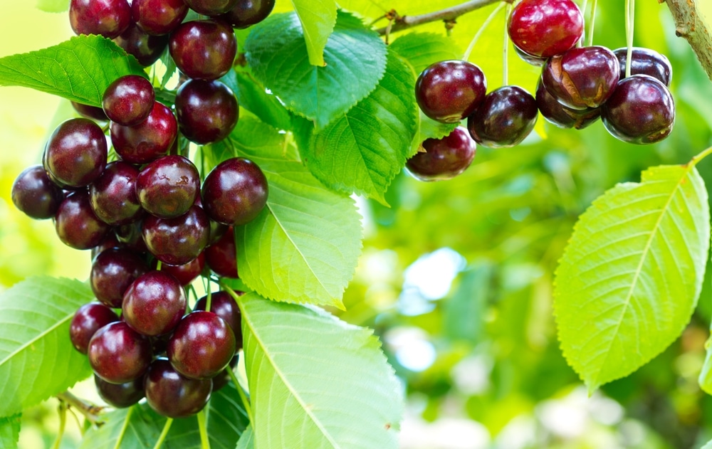 Visciole: proprietà e ricette casalinghe da preparare