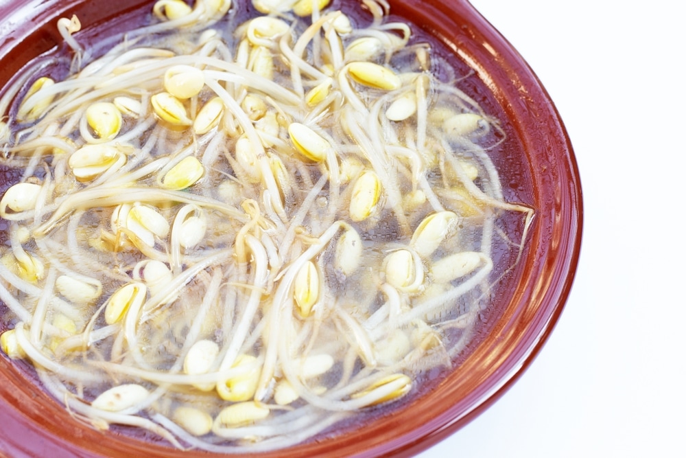 Germogli di soia: proprietà e consigli di utilizzo in cucina